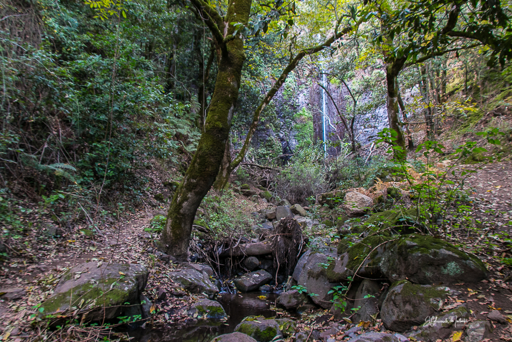 El Bosque Encantado Otoño 2020 Valleseco Gran Canaria – Isla de Gran ...