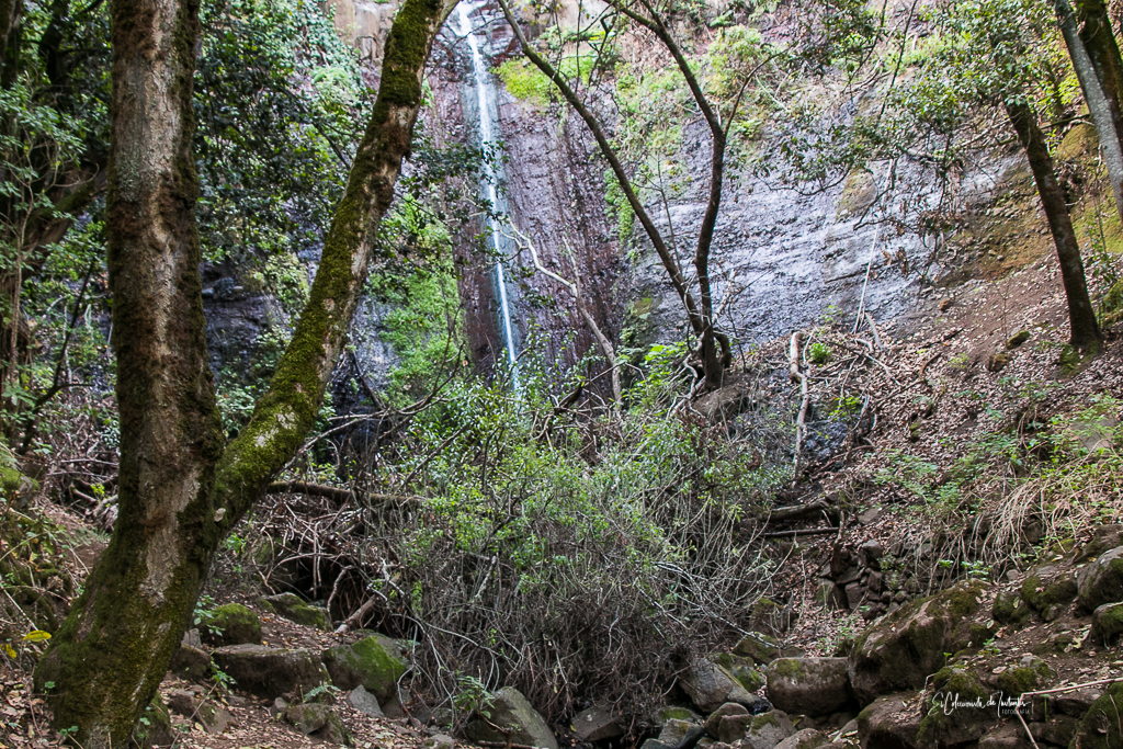 El Bosque Encantado Otoño 2020 Valleseco Gran Canaria – Isla de Gran ...