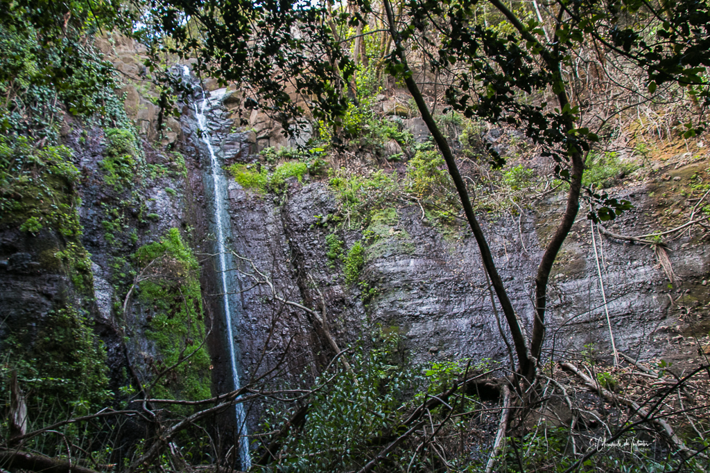 El Bosque Encantado Otoño 2020 Valleseco Gran Canaria – Isla de Gran ...