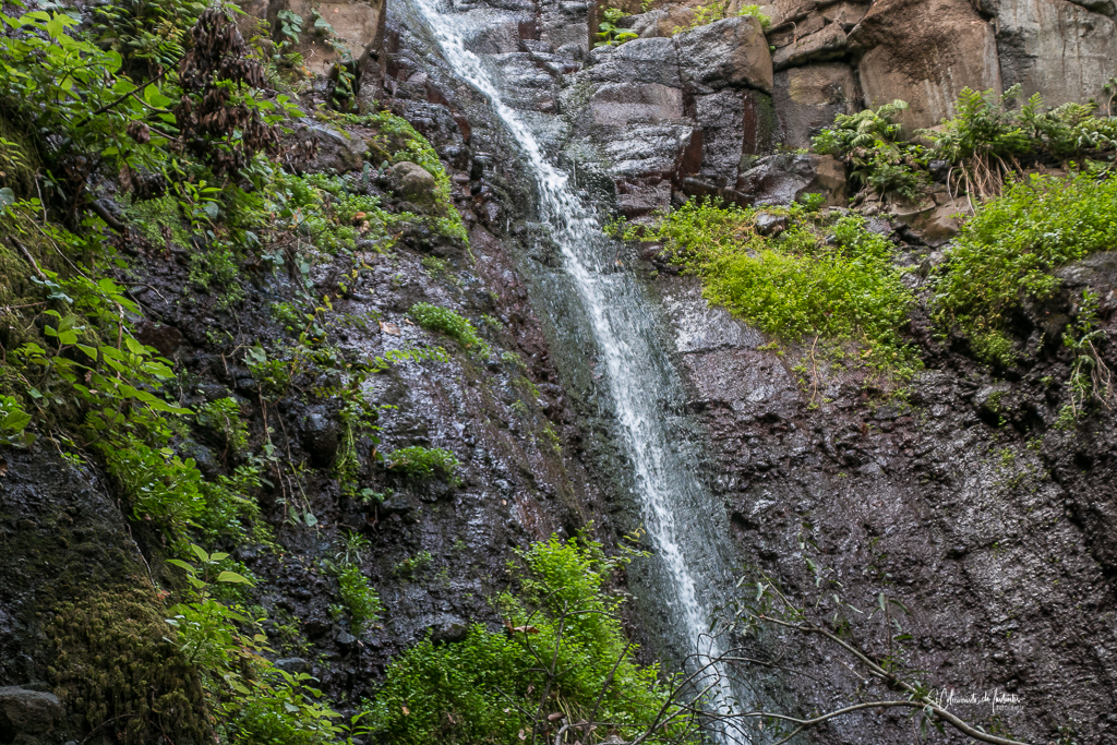 El Bosque Encantado Otoño 2020 Valleseco Gran Canaria – Isla de Gran ...