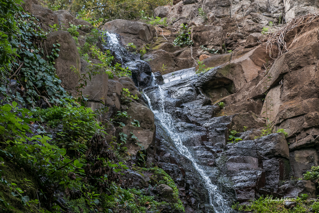 El Bosque Encantado Otoño 2020 Valleseco Gran Canaria – Isla de Gran ...