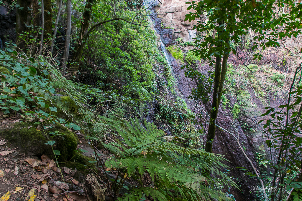 El Bosque Encantado Otoño 2020 Valleseco Gran Canaria – Isla de Gran ...