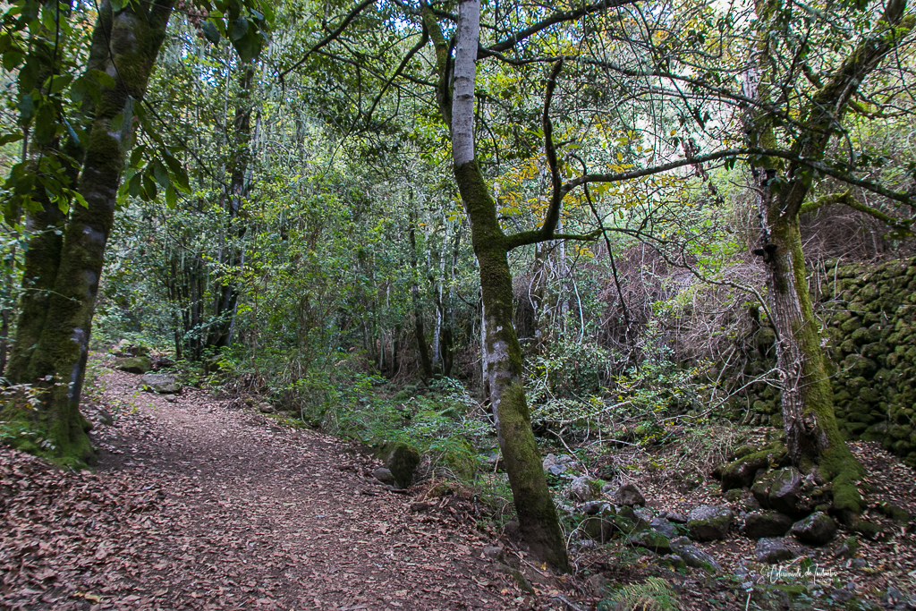 El Bosque Encantado Otoño 2020 Valleseco Gran Canaria – Isla de Gran ...