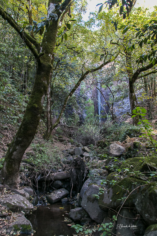El Bosque Encantado Otoño 2020 Valleseco Gran Canaria – Isla de Gran ...