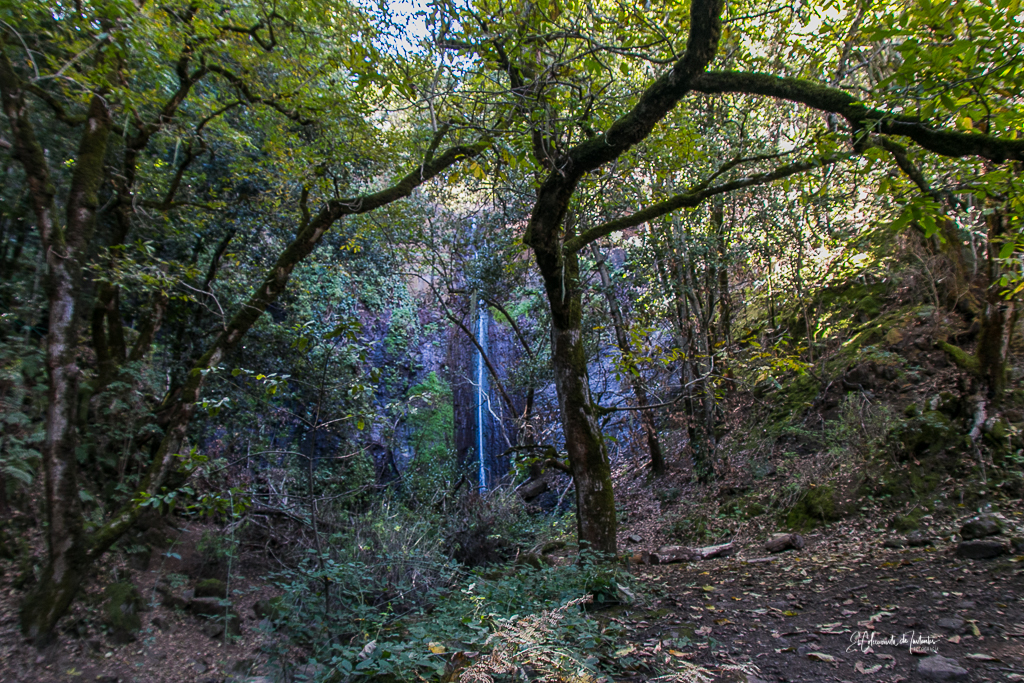 El Bosque Encantado Otoño 2020 Valleseco Gran Canaria – Isla de Gran ...