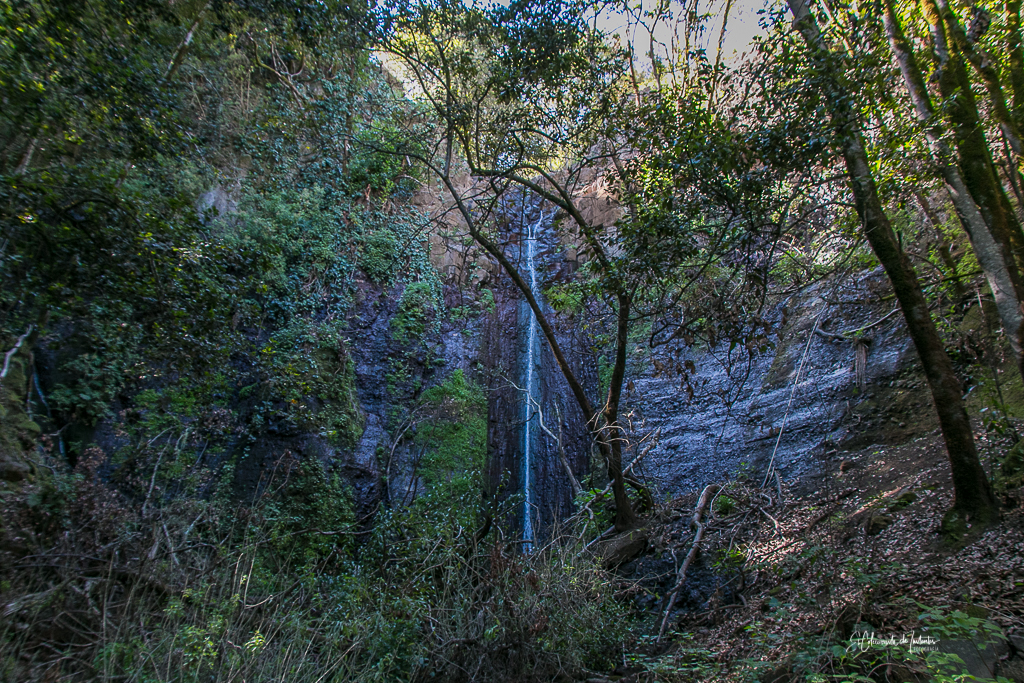 El Bosque Encantado Otoño 2020 Valleseco Gran Canaria – Isla de Gran ...
