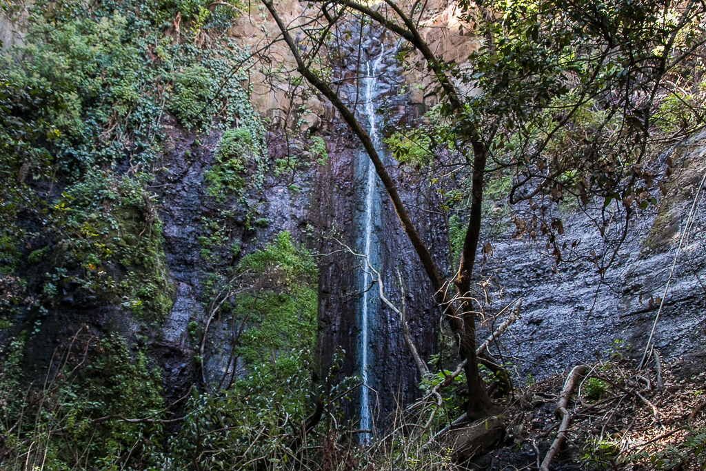 El Bosque Encantado Otoño 2020 Valleseco Gran Canaria – Isla de Gran ...