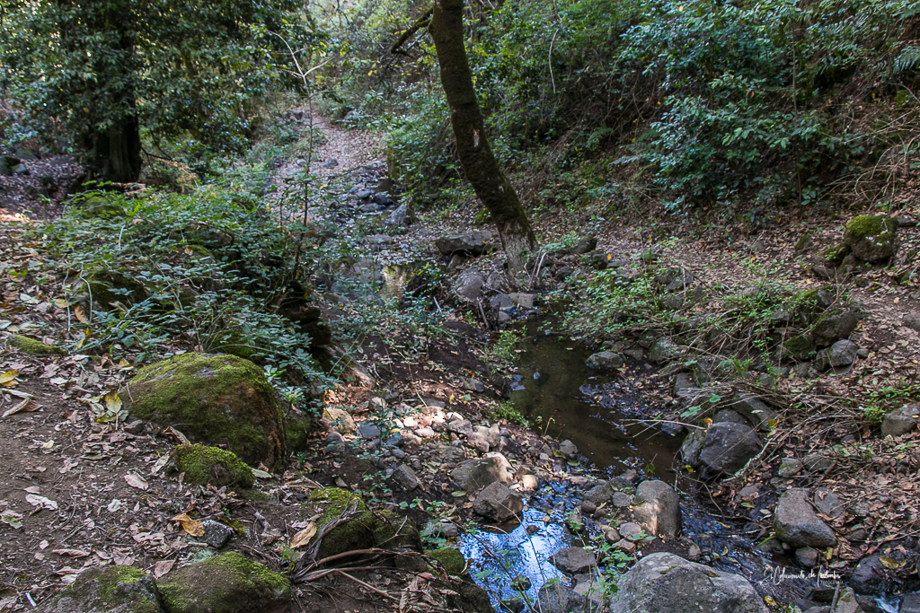 El Bosque Encantado Otoño 2020 Valleseco Gran Canaria – Isla de Gran ...