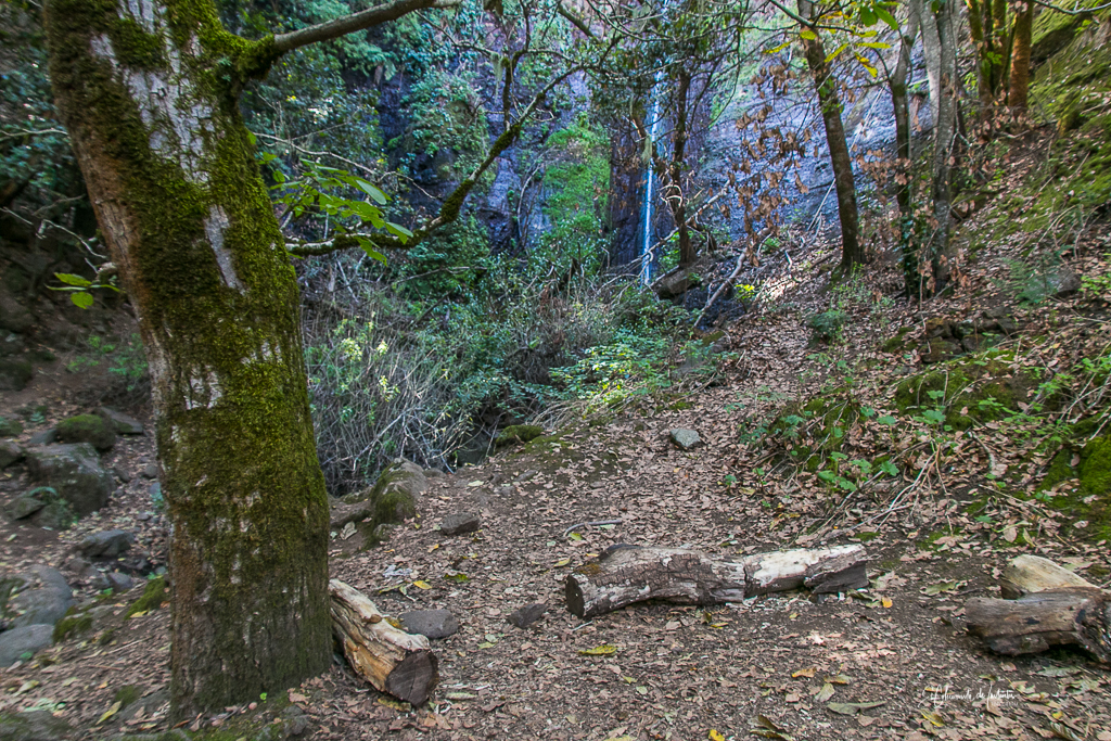 El Bosque Encantado Otoño 2020 Valleseco Gran Canaria – Isla de Gran ...