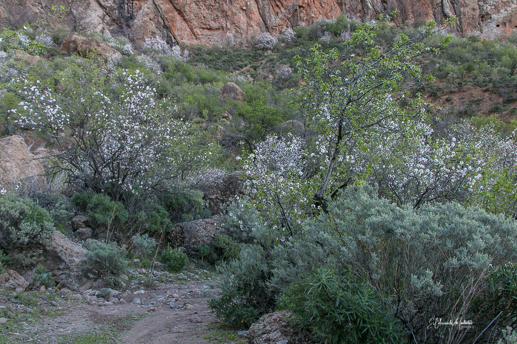 Ruta del Almendrero en Flor 2021 “La Candelilla – Arco del Cuchillón ...