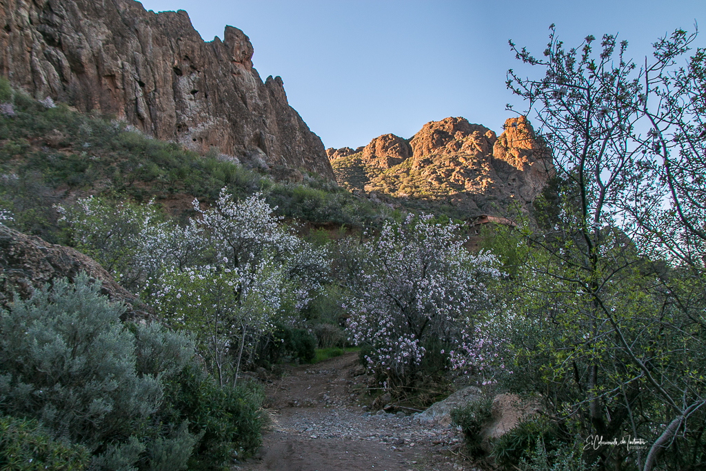 Ruta del Almendrero en Flor 2021 “La Candelilla – Arco del Cuchillón ...