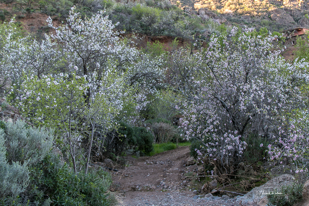 Ruta del Almendrero en Flor 2021 “La Candelilla – Arco del Cuchillón ...