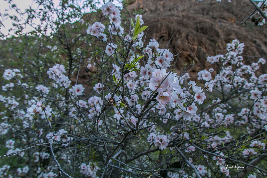 Ruta del Almendrero en Flor 2021 “La Candelilla – Arco del Cuchillón ...
