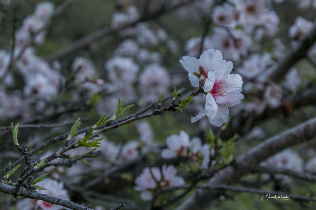 Ruta del Almendrero en Flor 2021 “La Candelilla – Arco del Cuchillón ...
