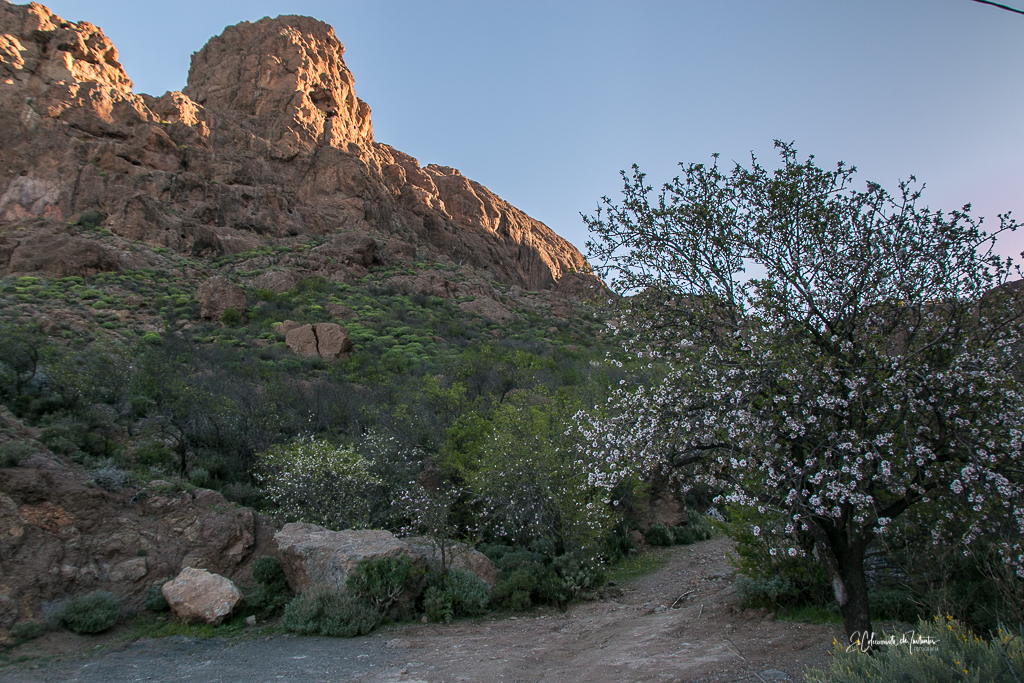 Ruta del Almendrero en Flor 2021 “La Candelilla – Arco del Cuchillón ...