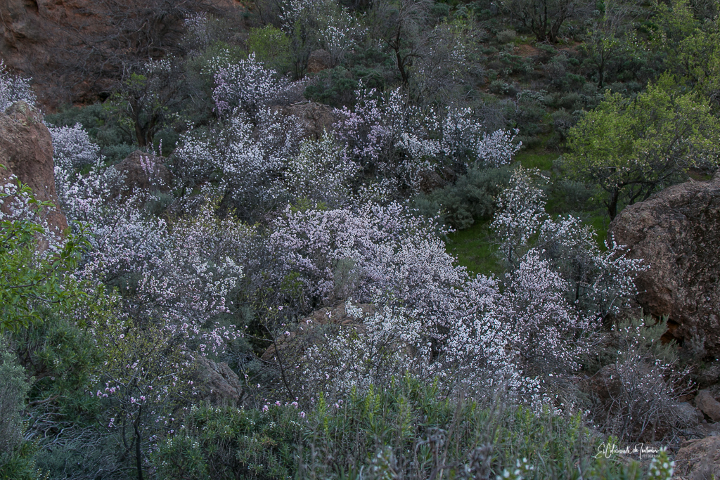 Ruta del Almendrero en Flor 2021 “La Candelilla – Arco del Cuchillón ...