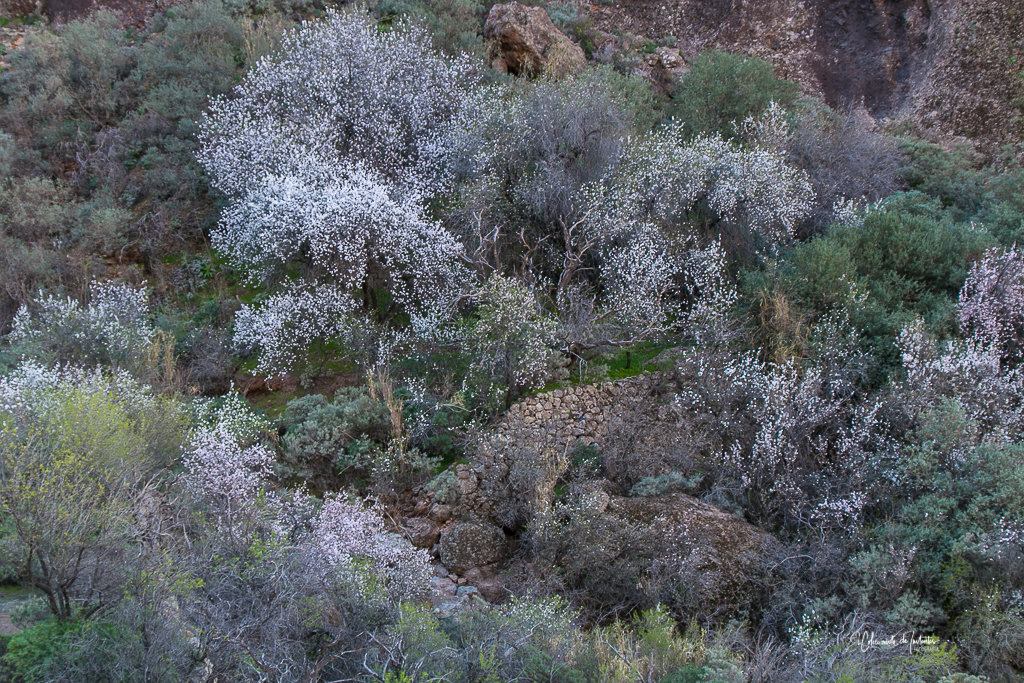 Ruta del Almendrero en Flor 2021 “La Candelilla – Arco del Cuchillón ...
