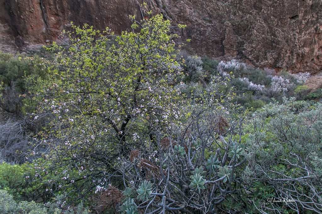 Ruta del Almendrero en Flor 2021 “La Candelilla – Arco del Cuchillón ...