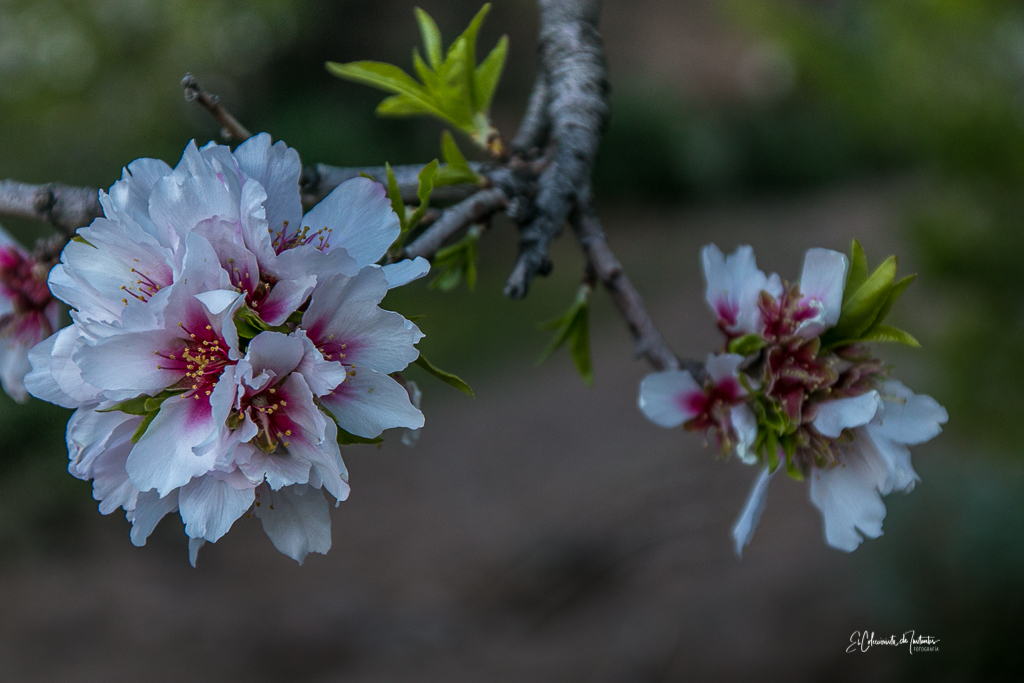 Ruta del Almendrero en Flor 2021 “La Candelilla – Arco del Cuchillón ...