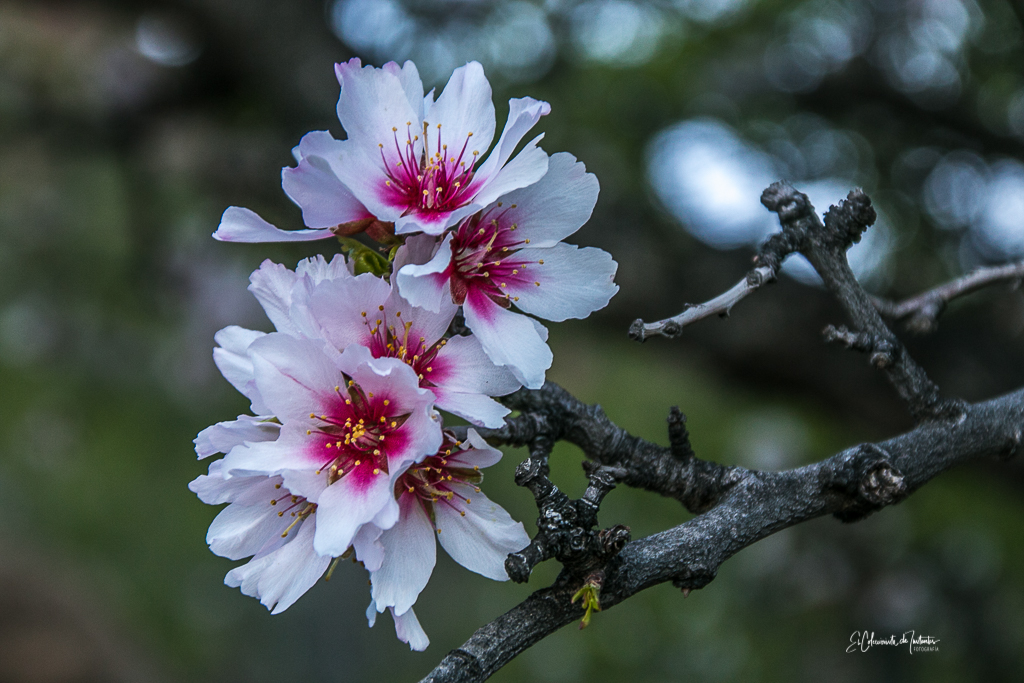 Ruta del Almendrero en Flor 2021 “La Candelilla – Arco del Cuchillón ...