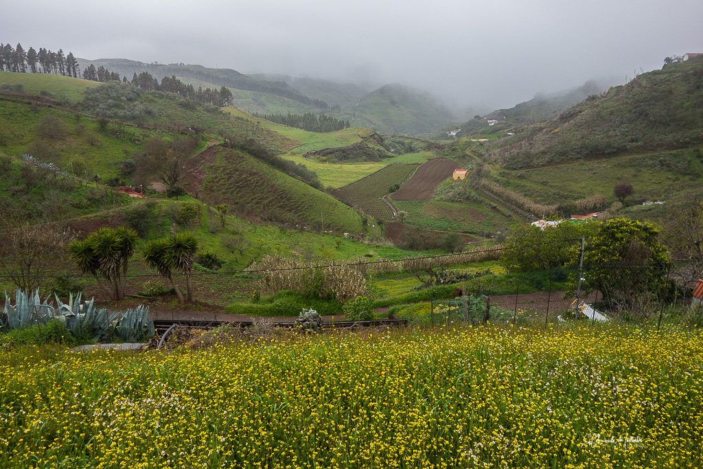 Ruta Fotográfica La Irlanda Verde de Gran Canaria Primavera 2022 – Isla ...