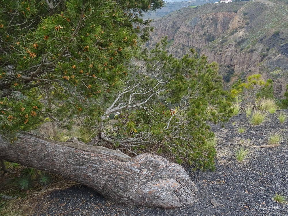 Ruta Fotográfica Paisajística – Borde Caldera Bandama – Gran Canaria ...