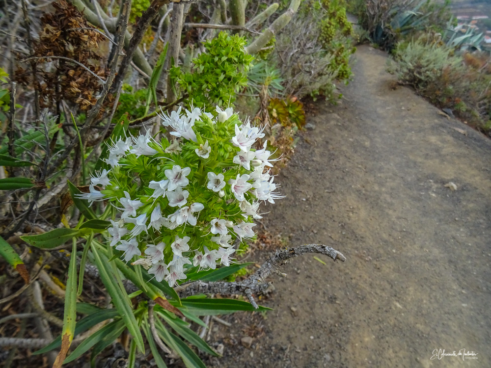 Ruta Fotográfica Paisajística – Borde Caldera Bandama – Gran Canaria ...