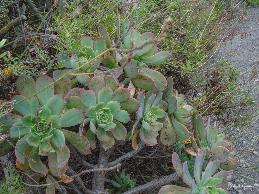 Ruta Fotográfica Paisajística – Borde Caldera Bandama – Gran Canaria ...