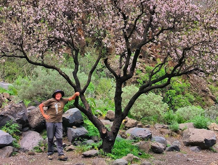 El Almendrero en flor 2024 – Barranco Guayadeque donde luce su mejor ...